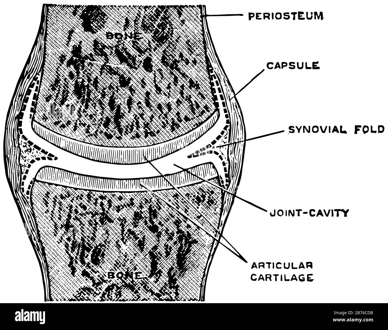This illustration represents A Simple Complete Joint, vintage line ...