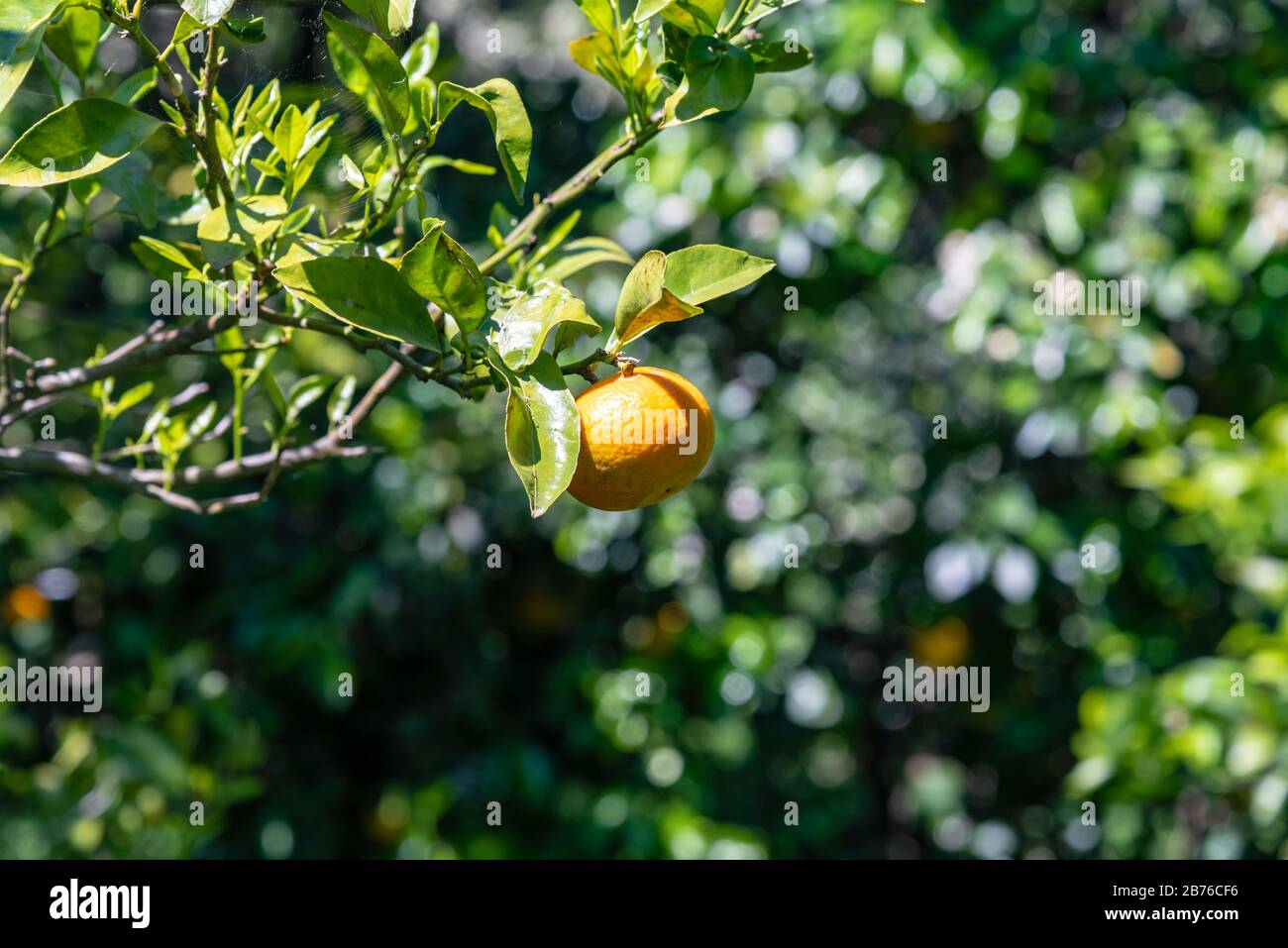 Single orange on a tree with blurred background of another trees Stock ...