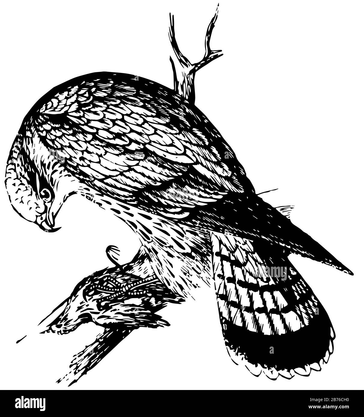 Merlin With sharp claws penetrating vision, vintage line drawing or ...