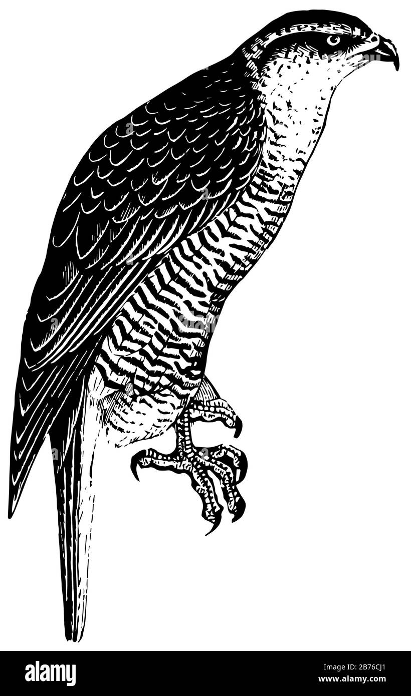 Goshawk have strong talons and curved bills, vintage line drawing or ...