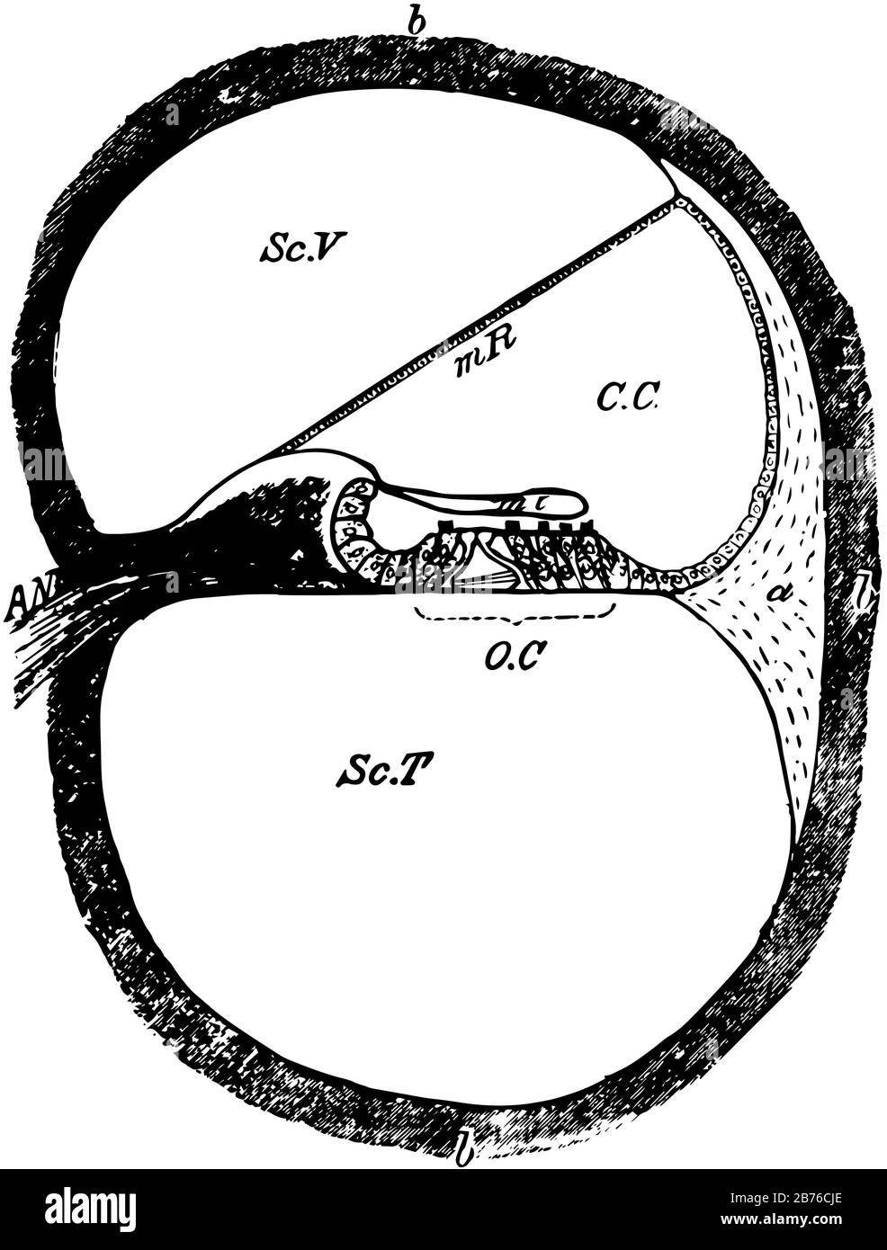 This illustration represents Cochlea, vintage line drawing or engraving ...
