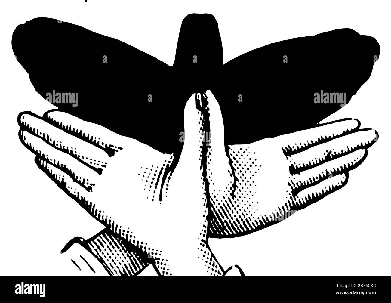 This picture represents Hand-shadow of Butterfly, vintage line drawing ...