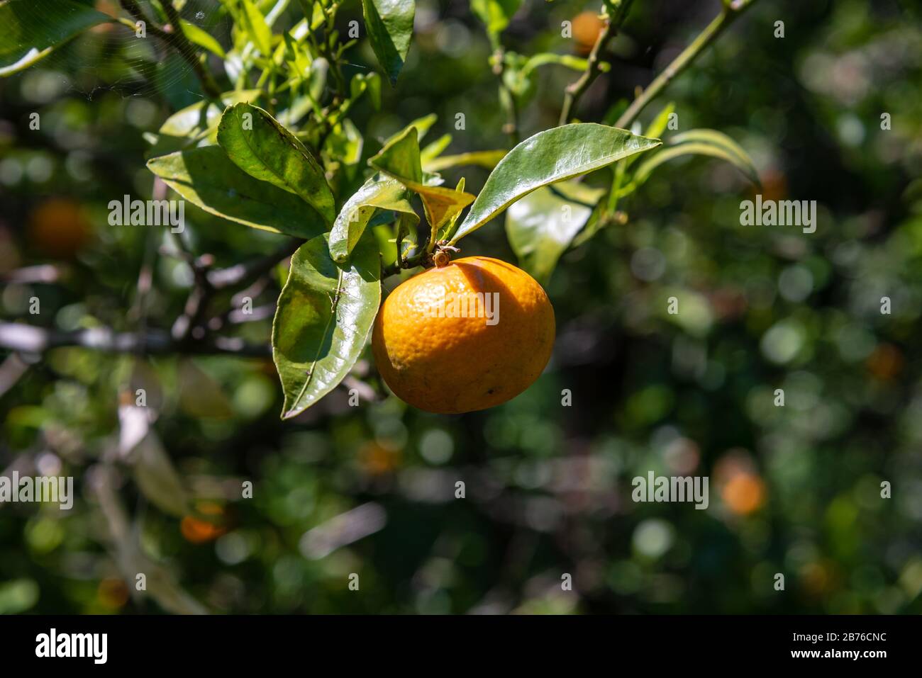 Single orange close up on a tree with blurred background of another ...