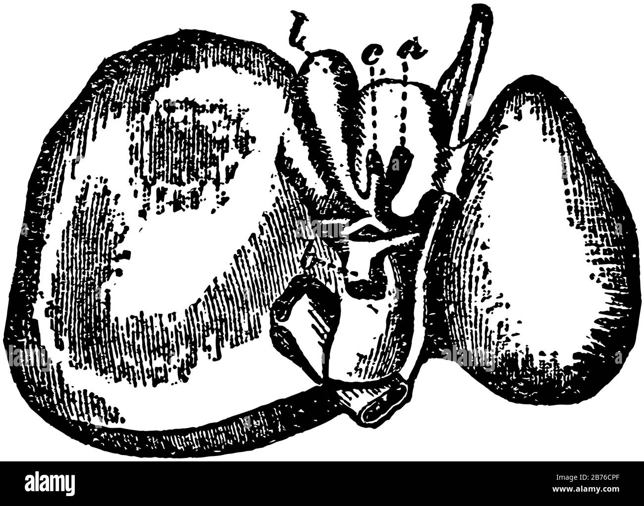 This diagram represents Liver, vintage line drawing or engraving ...