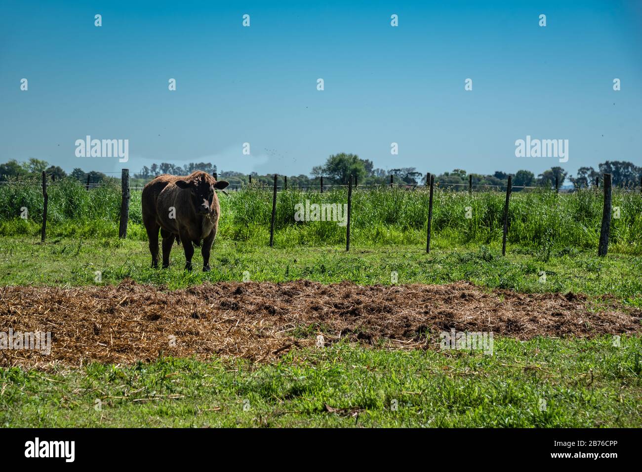 Bull standing in a hi-res stock photography and images - Alamy