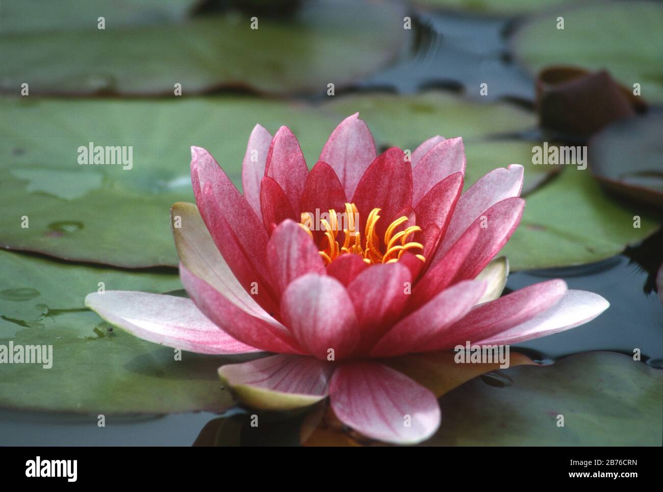 Nymphaeaceae flower, known as the lotus or water lily Stock Photo - Alamy