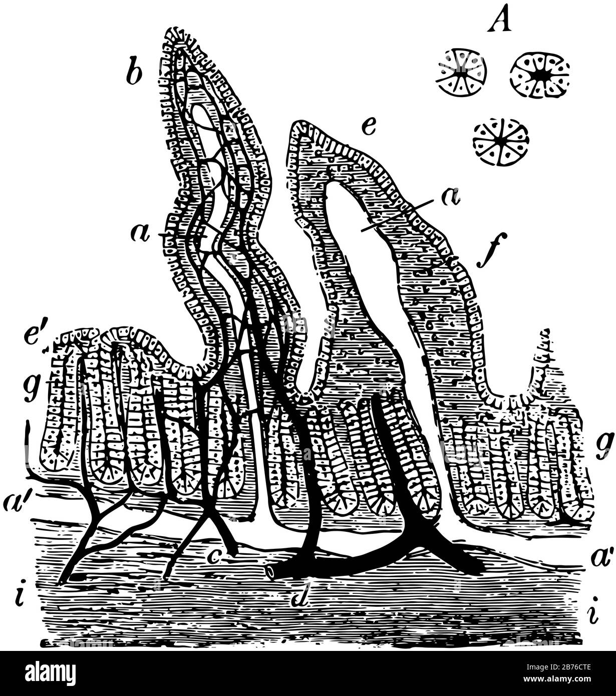 Mucous membrane hi-res stock photography and images - Alamy