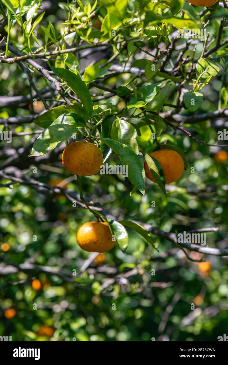 Oranges on a tree with blurred background of another trees and oranges ...
