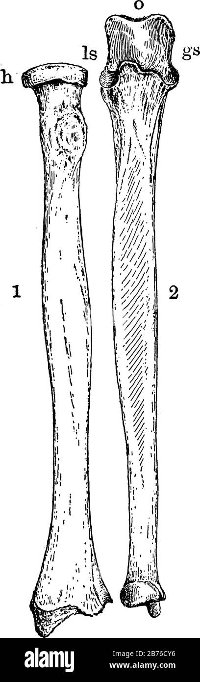 This illustration represents The Human Ulna and Radius, vintage line ...