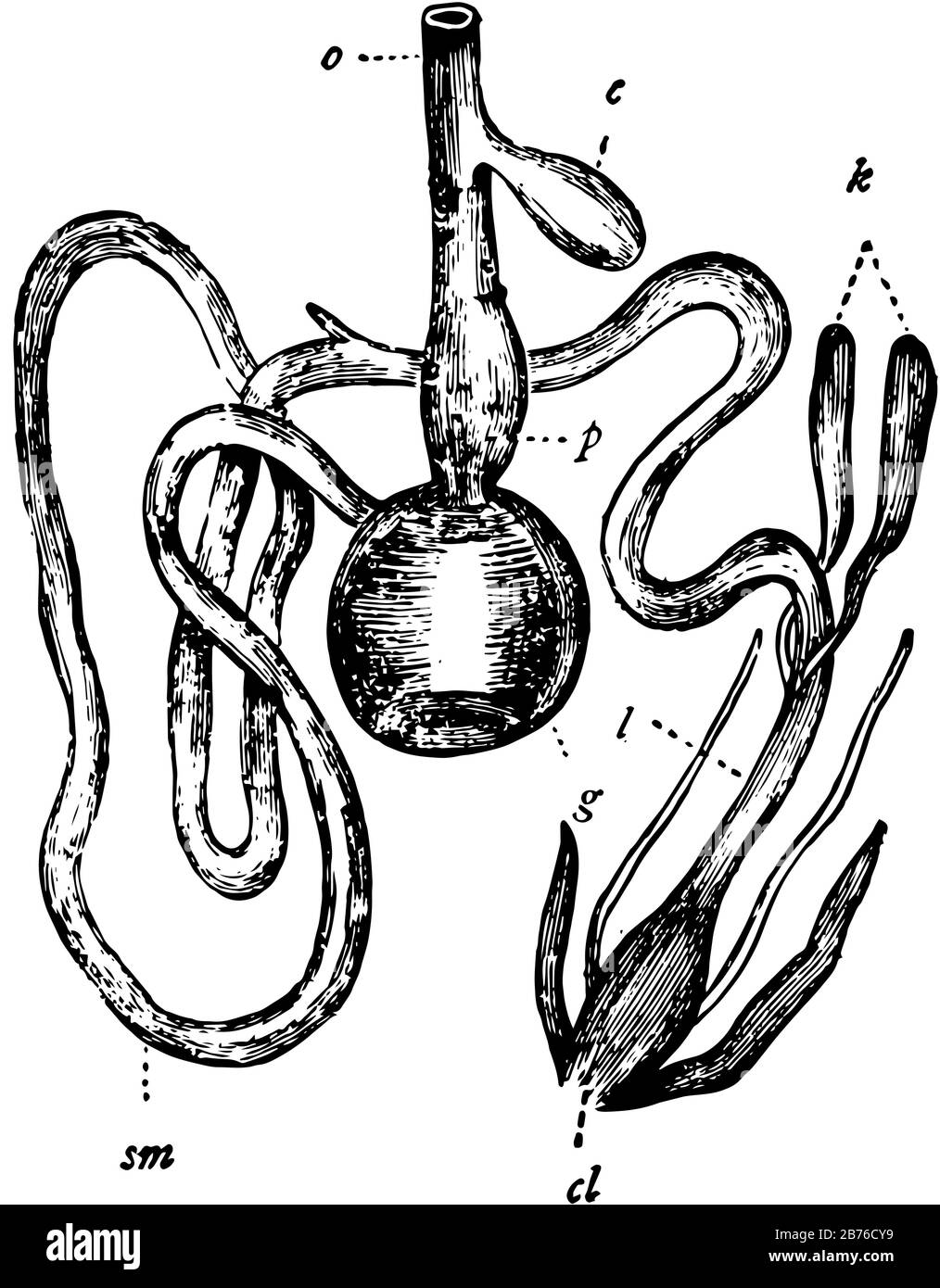 This image represents Fowl Digestive System, vintage line drawing or ...