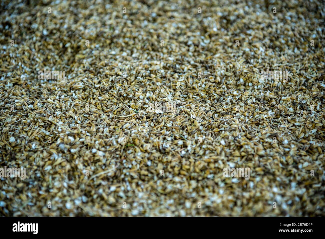 Oat seeds full screen like a texture Stock Photo - Alamy