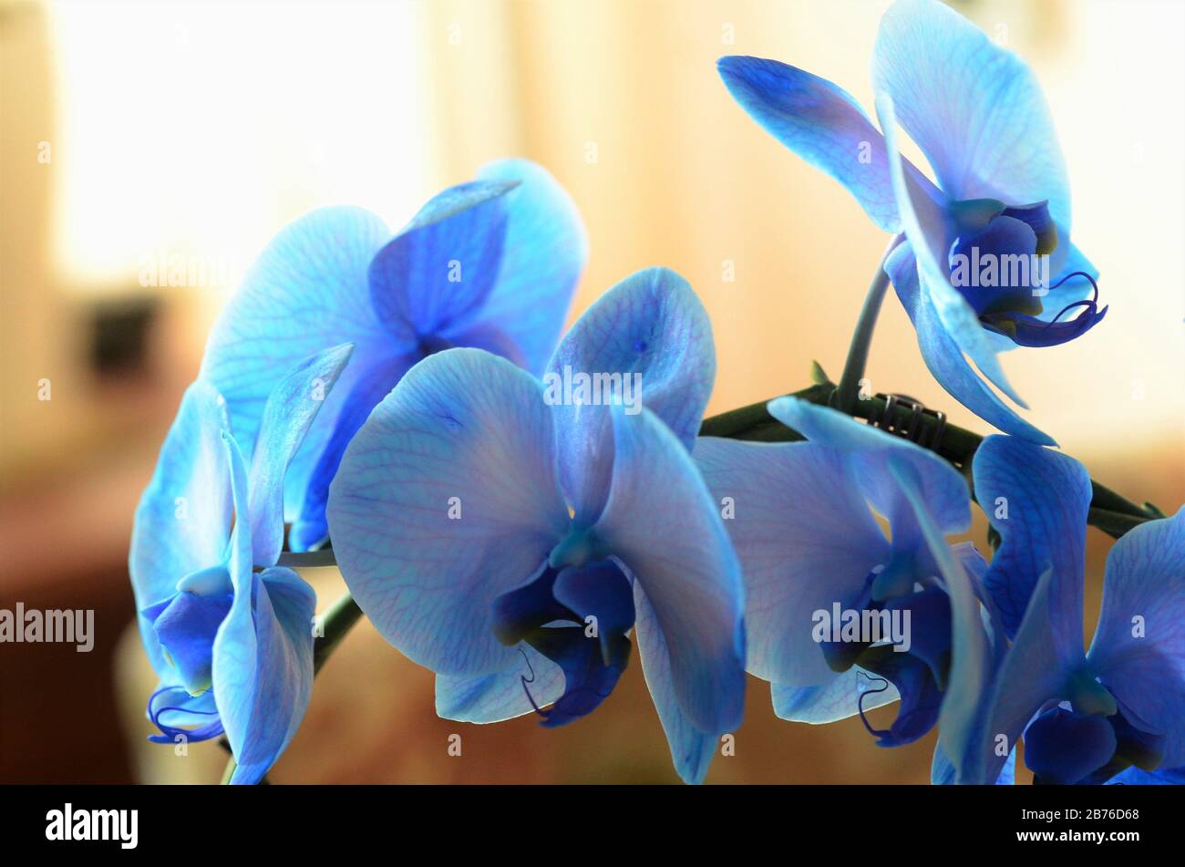 Beautiful blue orchids Phalaenopsis, macro Stock Photo - Alamy