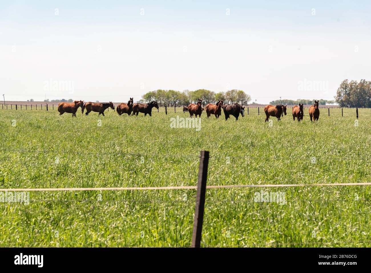 Bunch of horses walking and grassing inside a corral in summer Stock ...