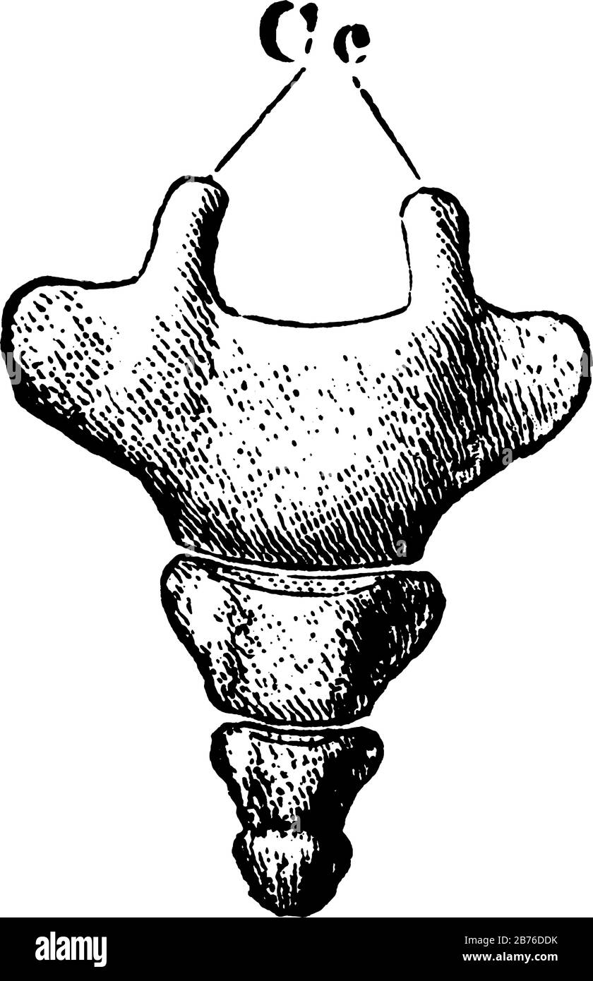 This illustration represents The Coccyx, vintage line drawing or ...