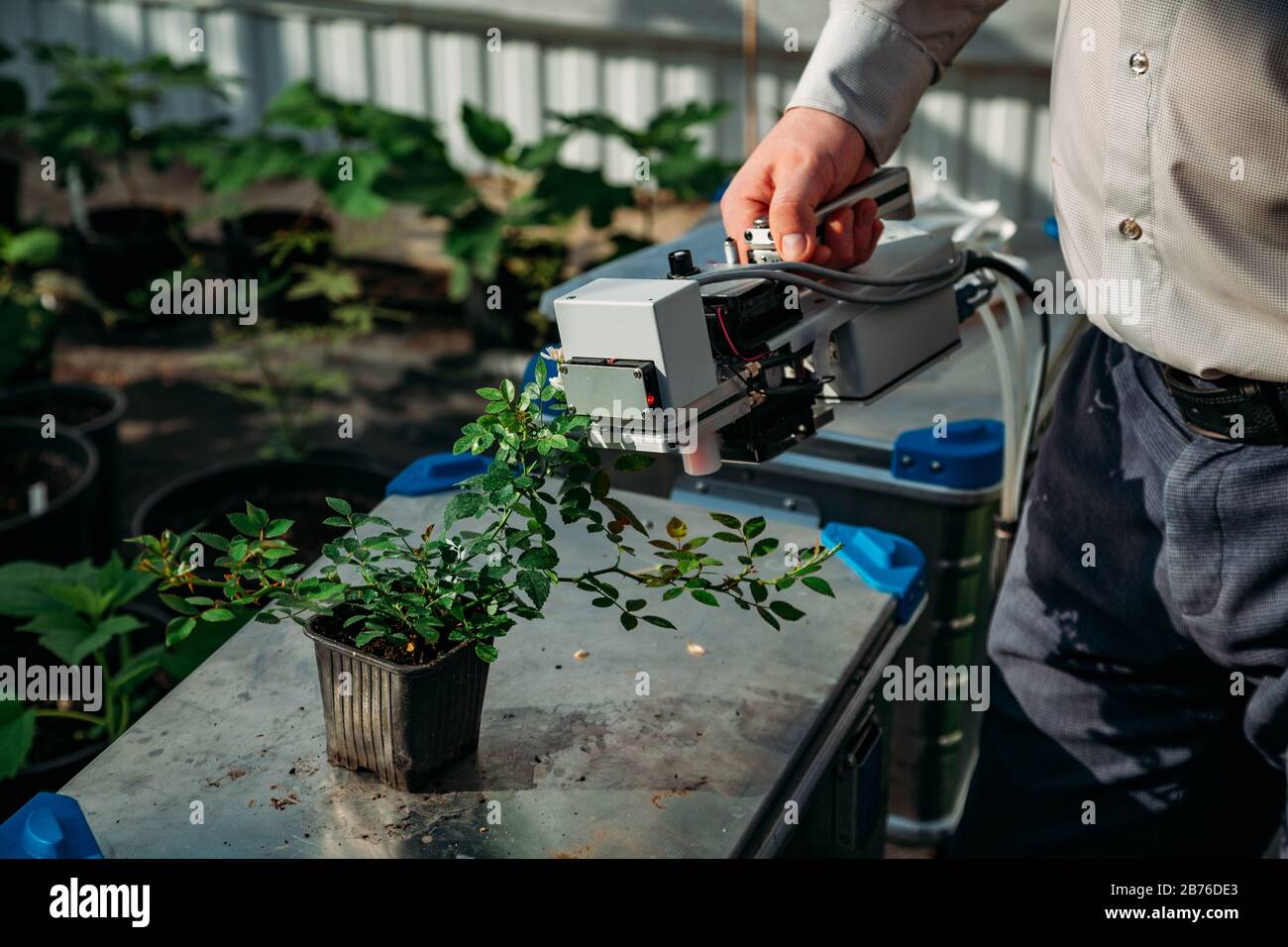 Scientist measuring plant photosynthesis young rose by using carbon ...