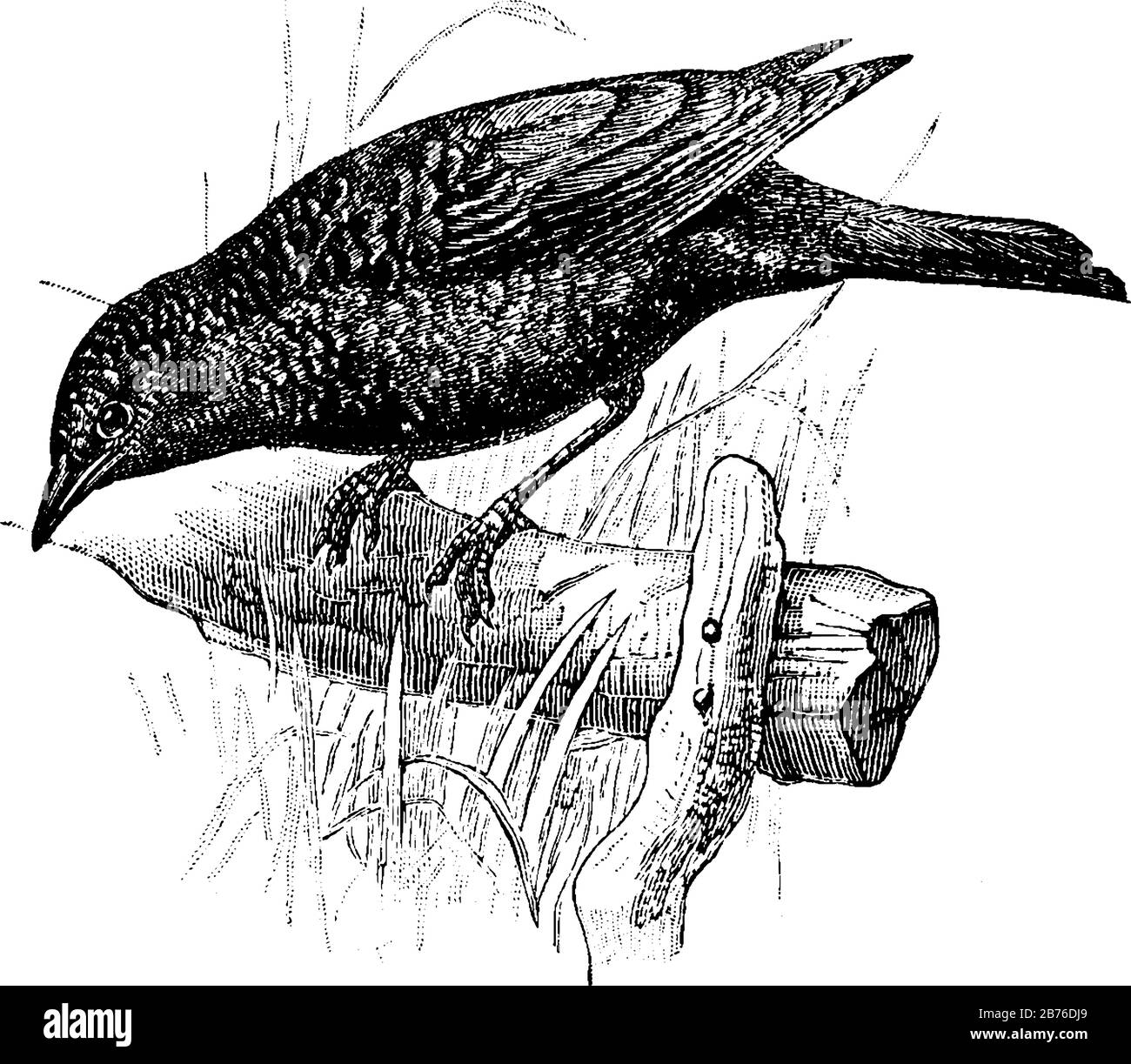 Grackle Stock Vector Images - Alamy