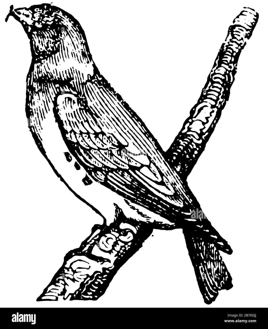 Crossbill birds eat seed from mature conifer cones, vintage line ...