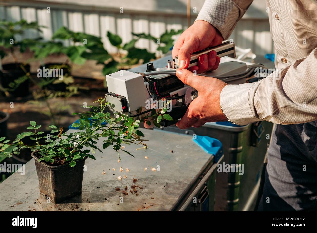 Scientist measuring plant photosynthesis young rose by using carbon ...
