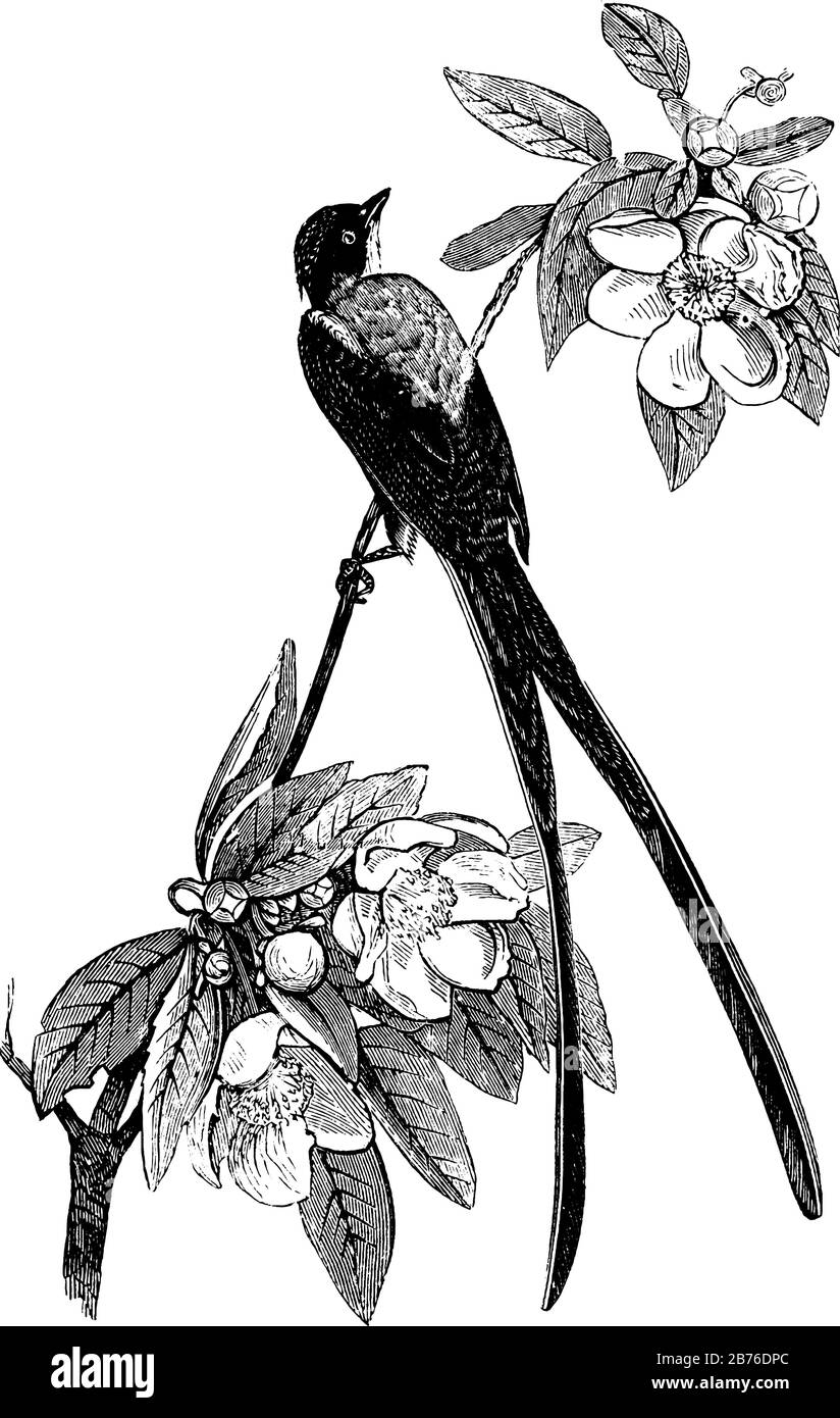 Savannah Flycatcher is notable for its long and forked tail, vintage ...