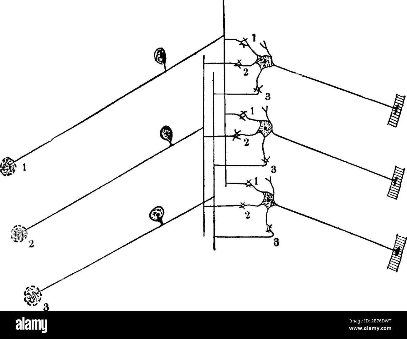 This illustration represents Sensory Neuron, vintage line drawing or ...