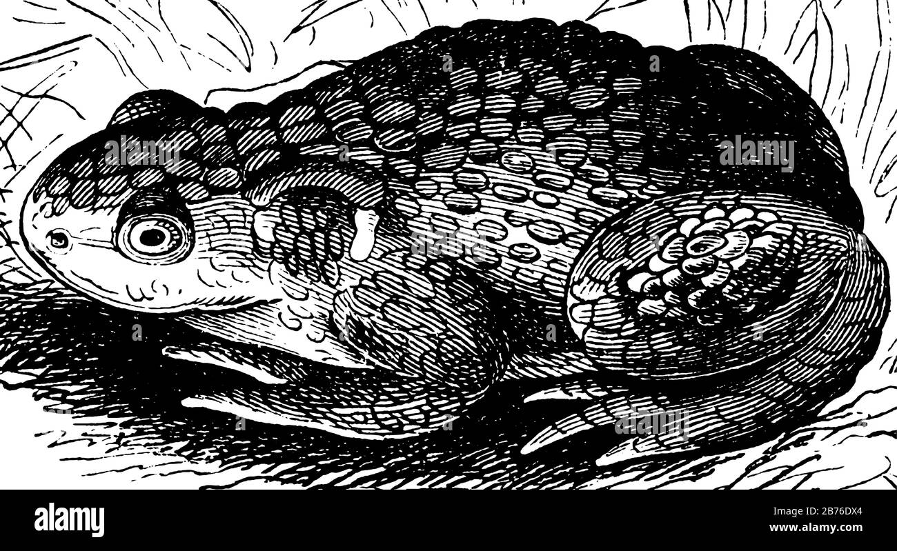 Toads have thicker skin than frogs, vintage line drawing or engraving ...