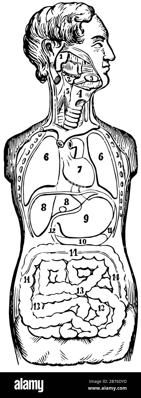 The position of the organs of the mouth thorax and abdomen, vintage ...