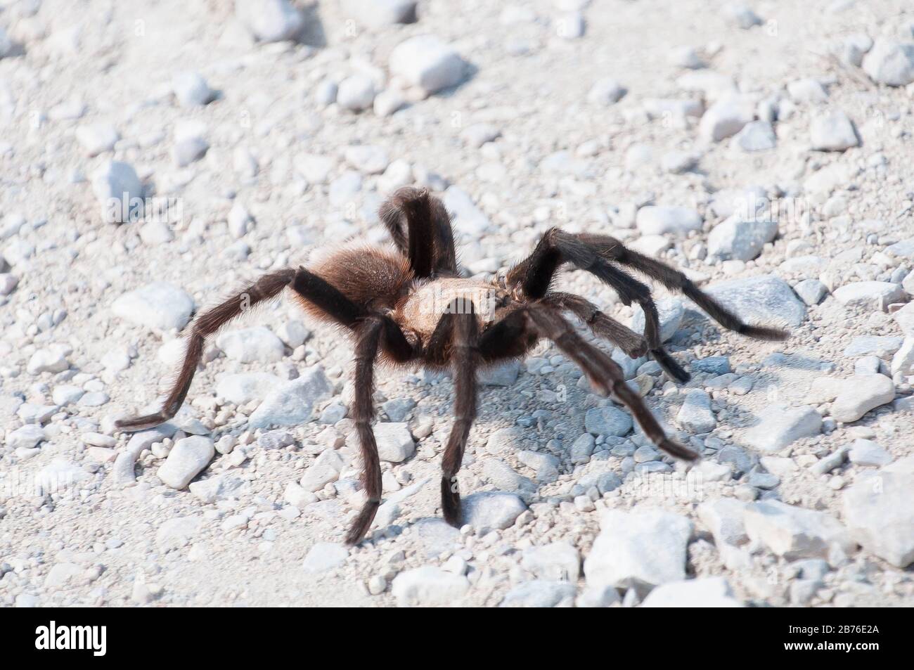 Tarantula, Big Bend National Park Stock Photo - Alamy