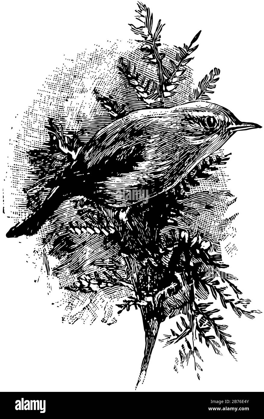 Chiff chaff illustration Stock Vector Images - Alamy