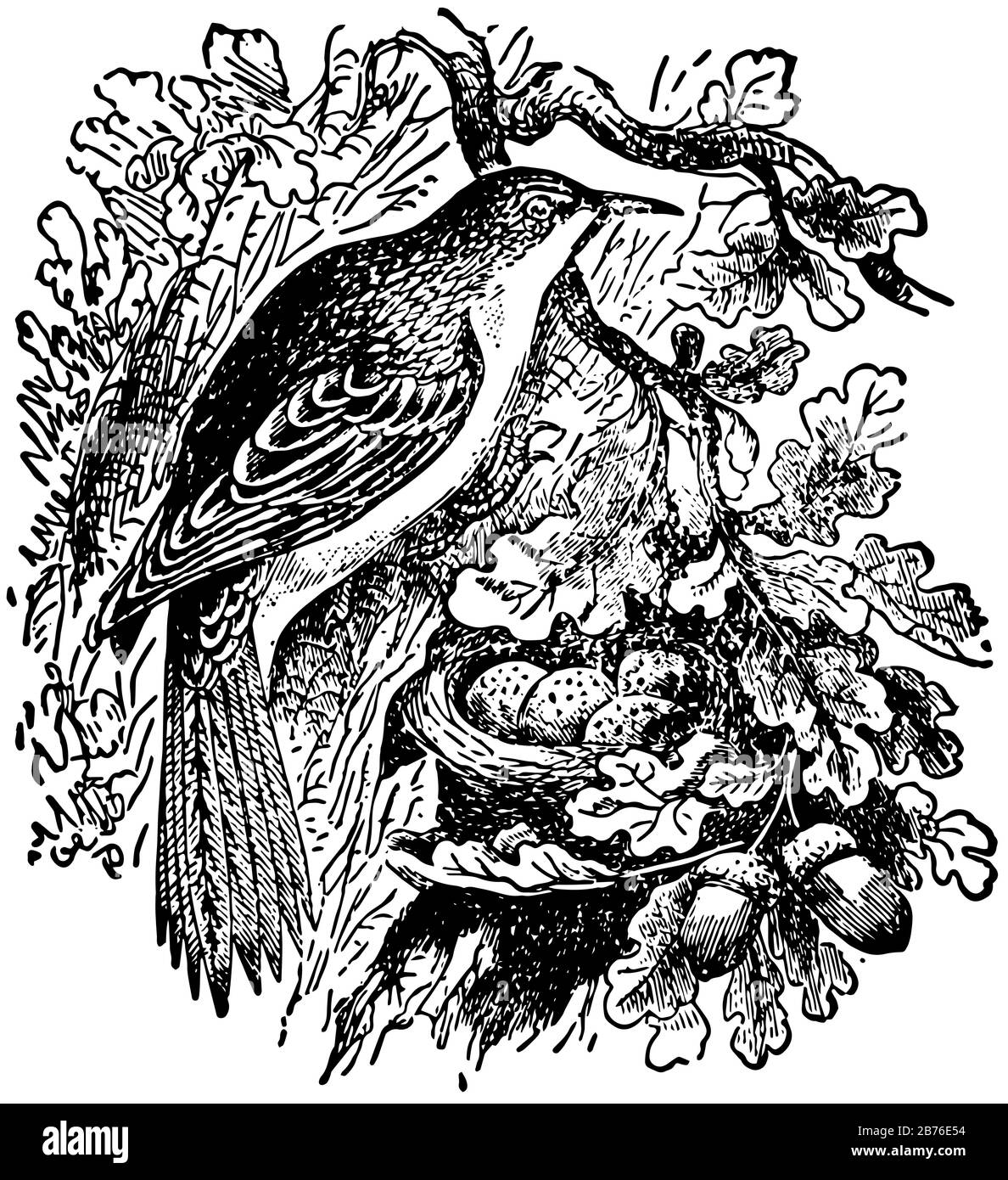 Common Creeper is strongly resemble the woodpeckers in their habit of ...