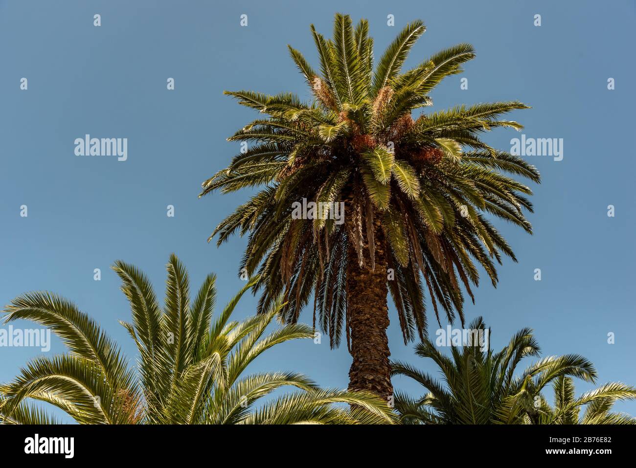 Three palm trees with a blue sky background Stock Photo - Alamy