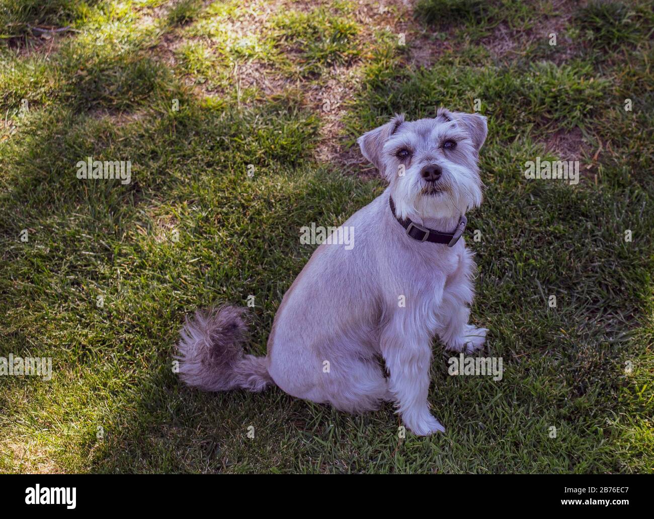 Mini Schnauzer High Resolution Stock Photography and Images - Alamy