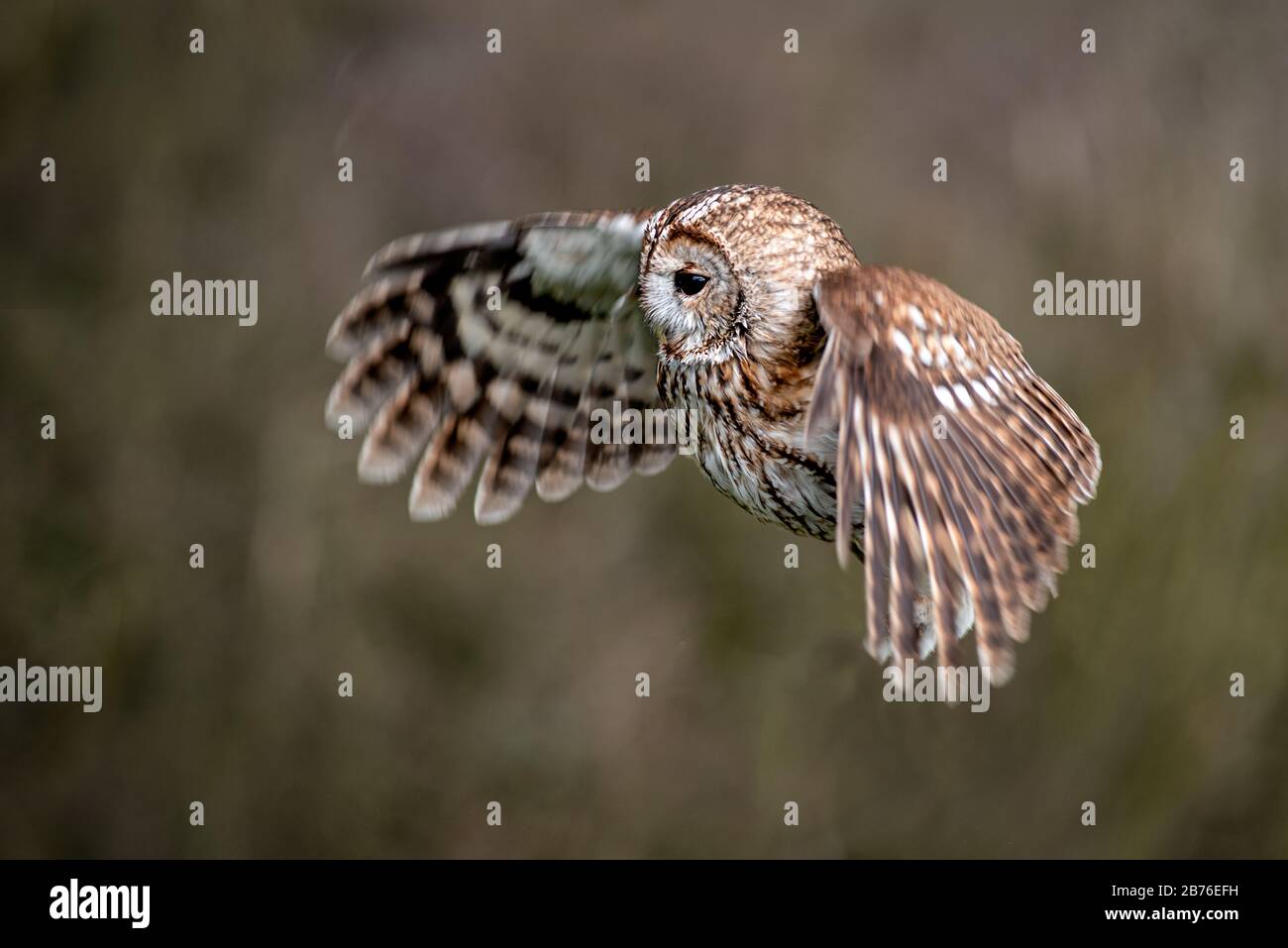 Tawny owl flying hi-res stock photography and images - Alamy