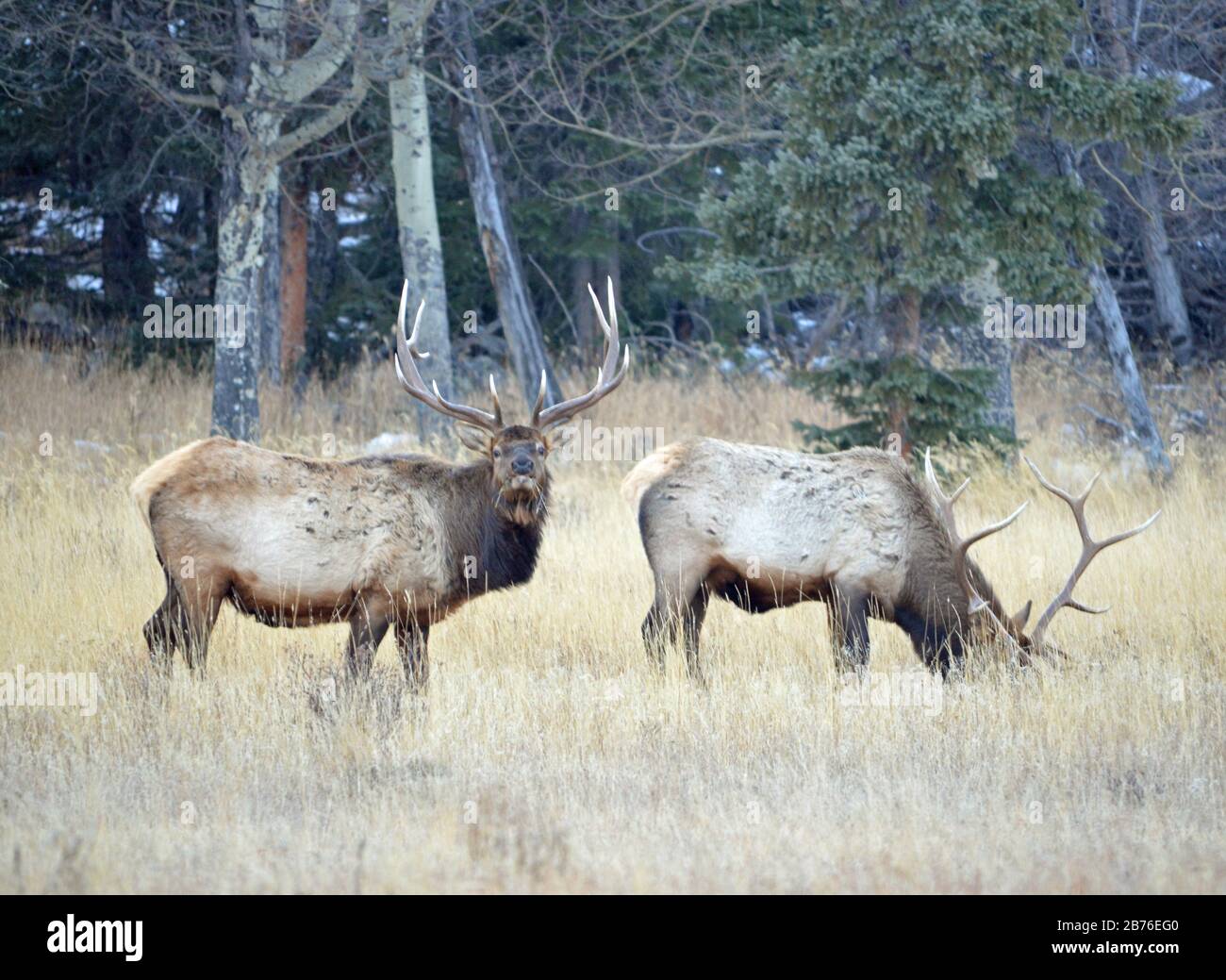 Twin Bull Elk Stock Photo - Alamy