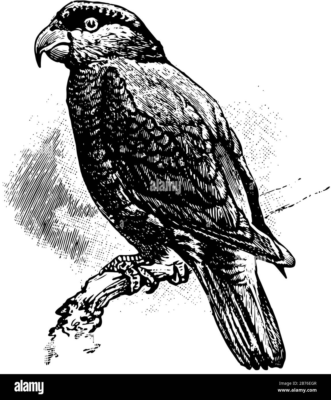 Monotypic species Stock Vector Images - Alamy