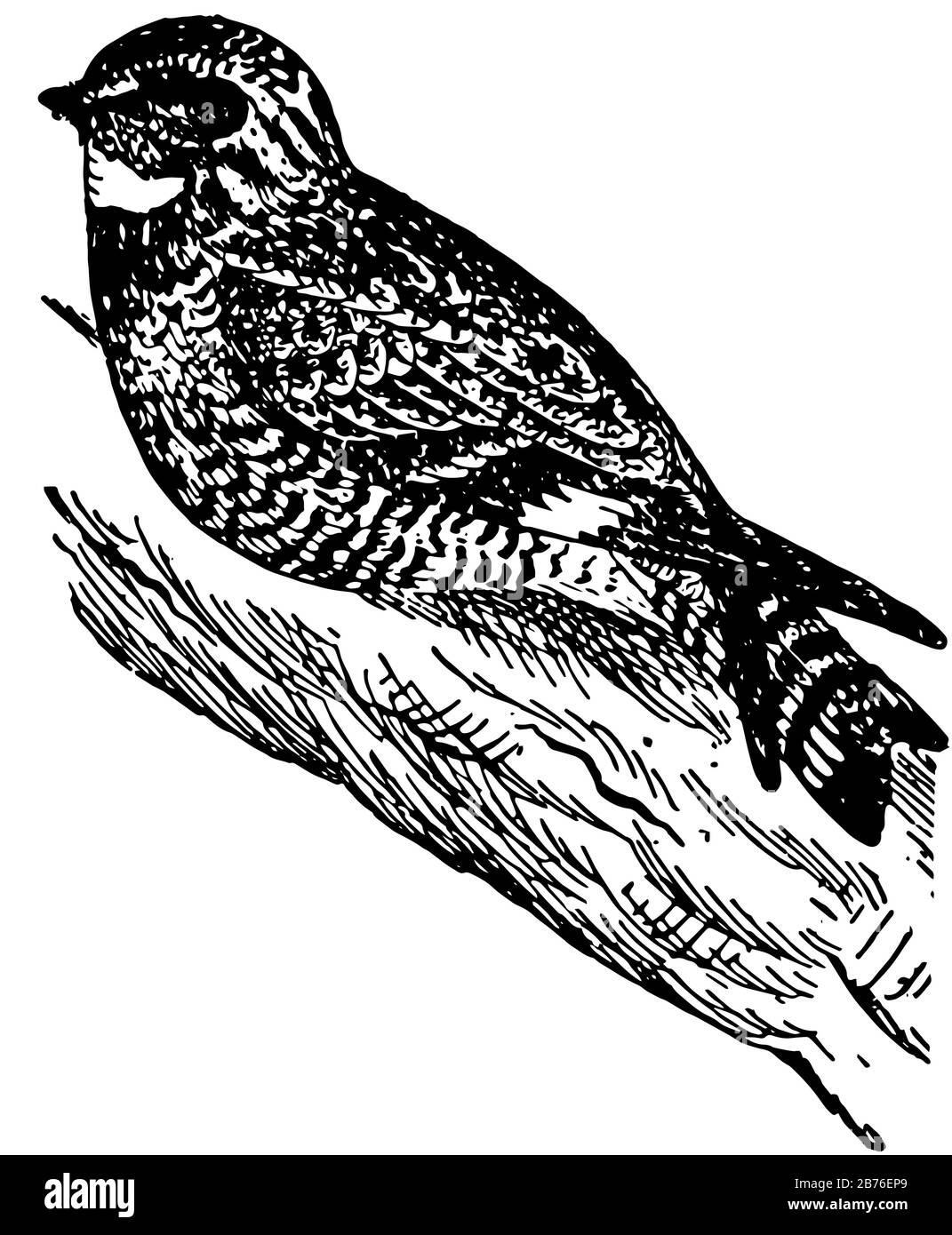 Nighthawk Coloring Pages