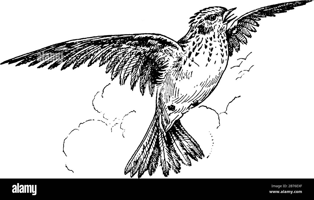 Skylark is a small passerine bird, vintage line drawing or engraving ...