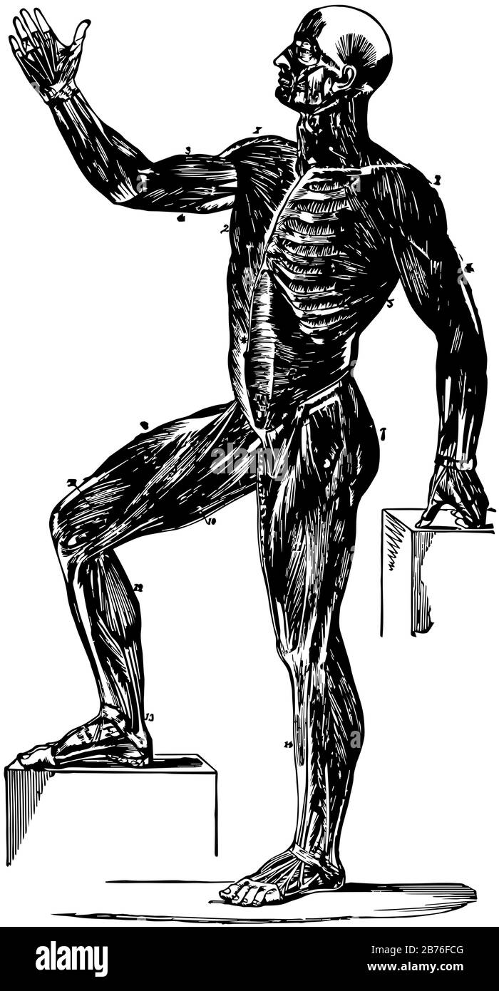 This illustration represents Front View of the Muscles of the Body ...