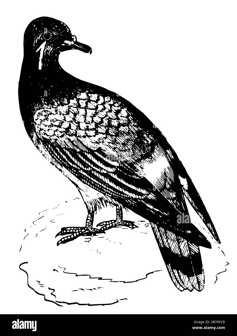 Pigeon illustration drawing engraving line hi-res stock photography and ...
