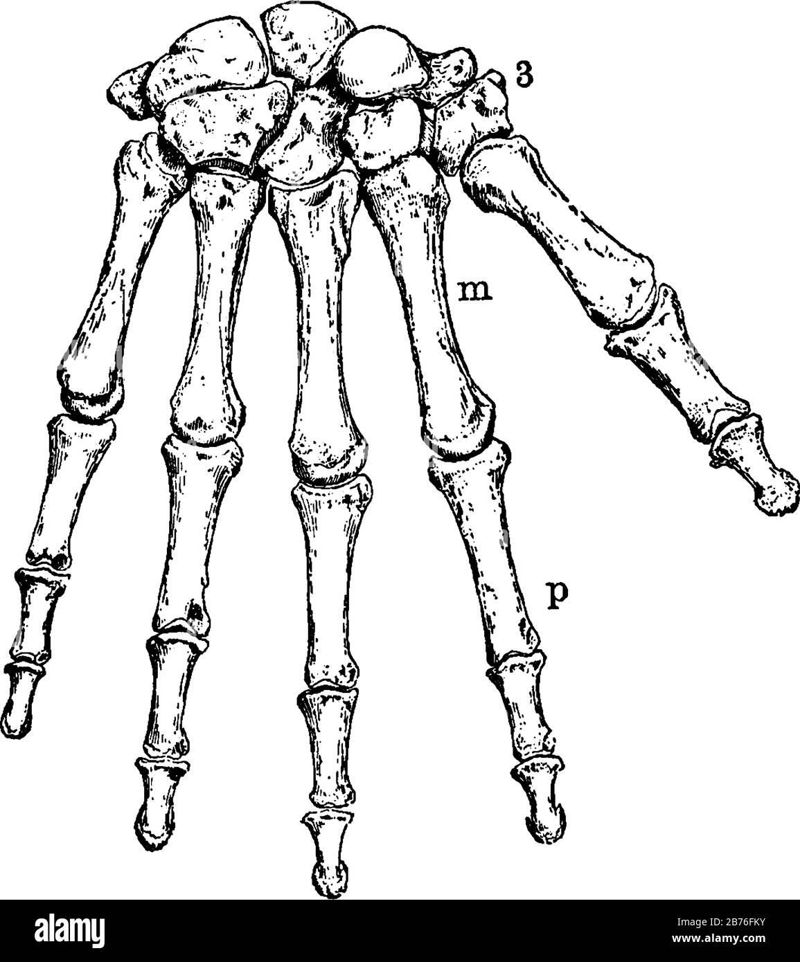 This illustration represents The Human Wrist and Hand Bones, vintage ...