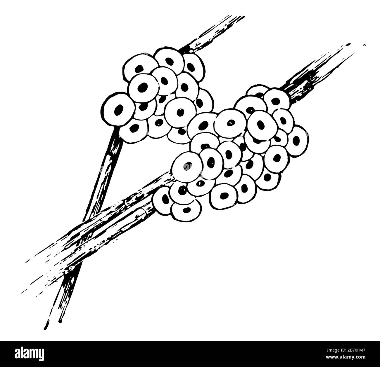 Frog Eggs Drawing Life Cycle Of A Frog – Easy Peasy All In One
