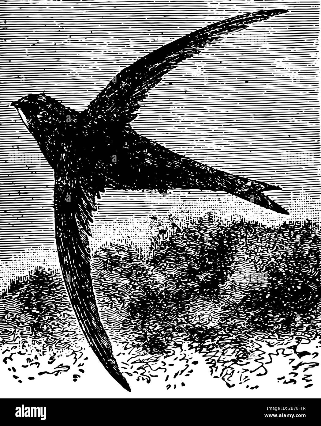 Swift vector vectors Stock Vector Images - Alamy