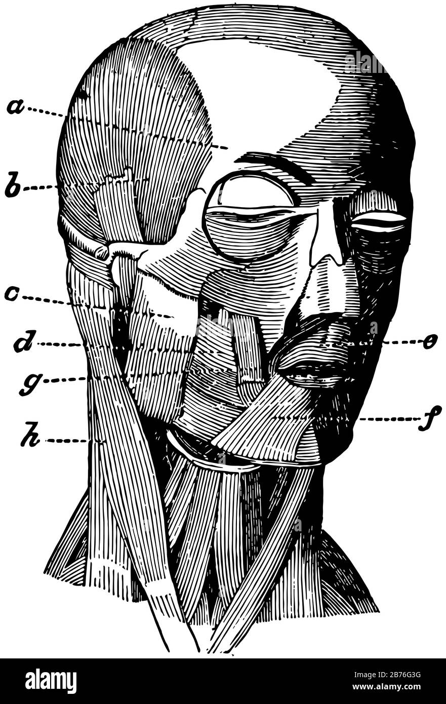 This illustration represents Muscles of the Face and Neck, vintage line ...