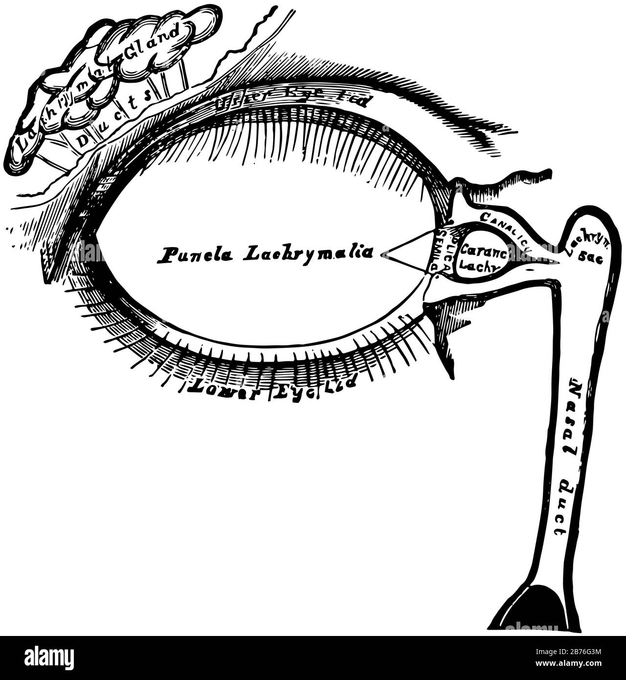 This illustration represents Lachrymal Apparatus, vintage line drawing ...