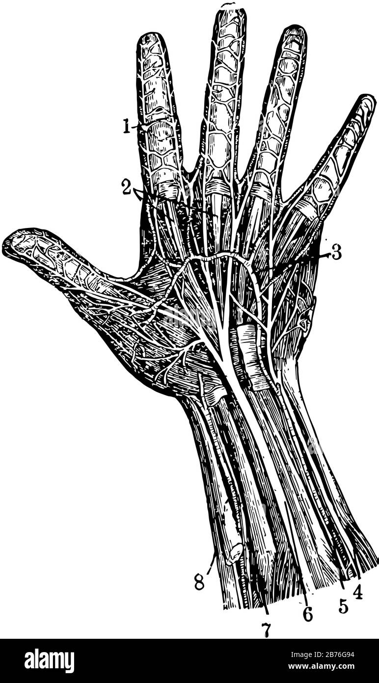 Hand to elbow Stock Vector Images - Alamy