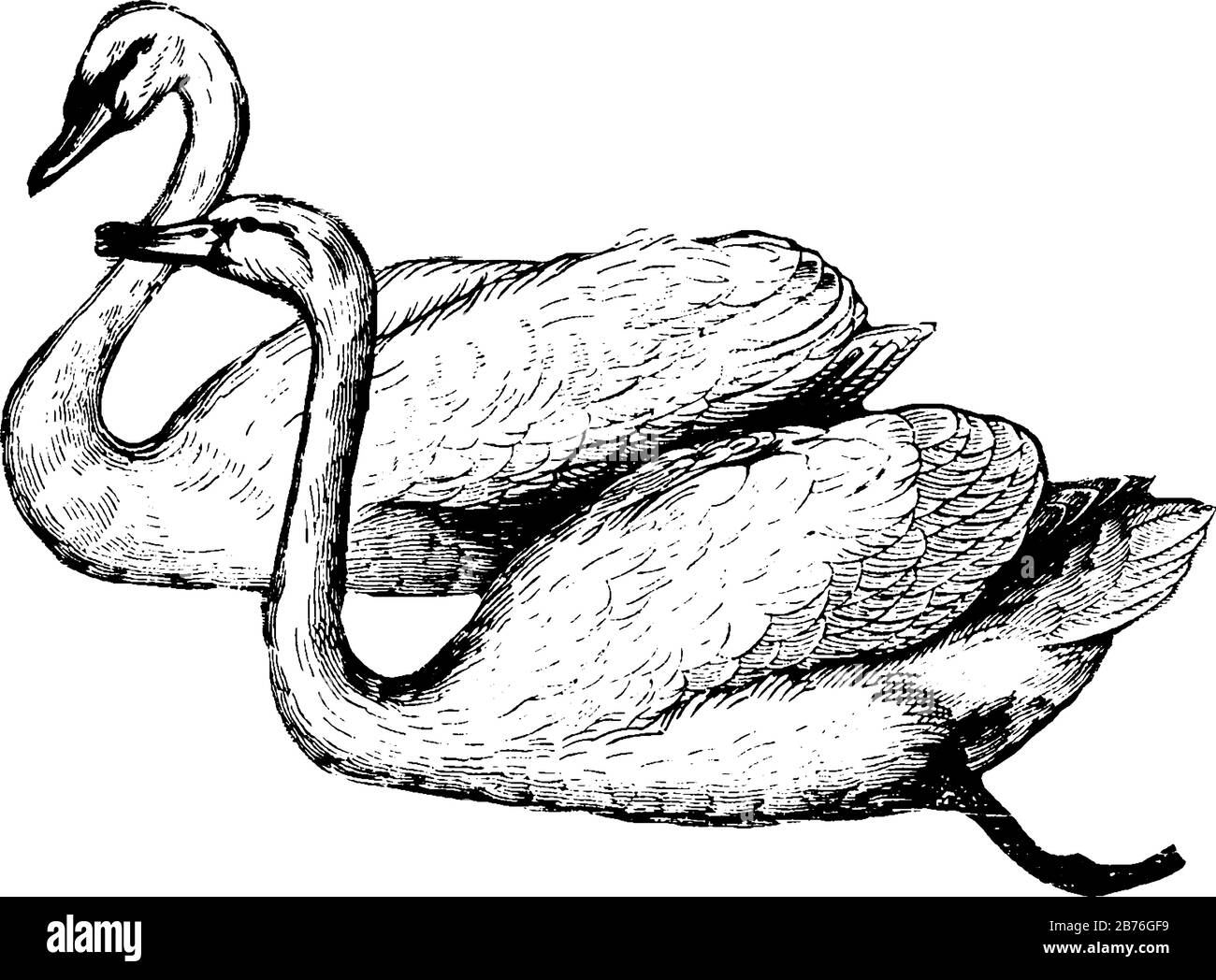 Graceful line drawing of hi-res stock photography and images - Alamy