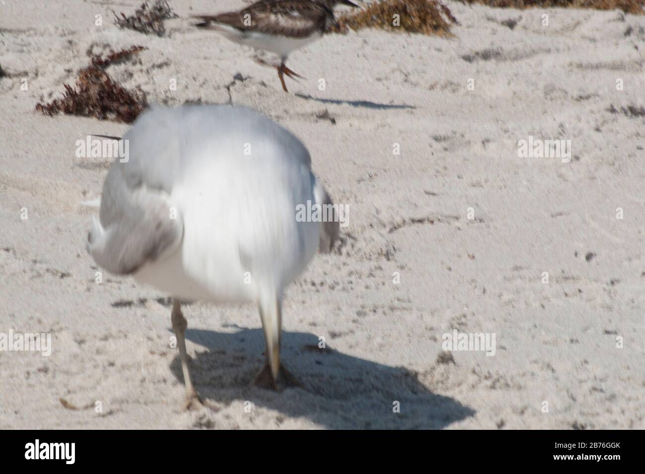 Seagull on Beach, Florida Stock Photo - Alamy
