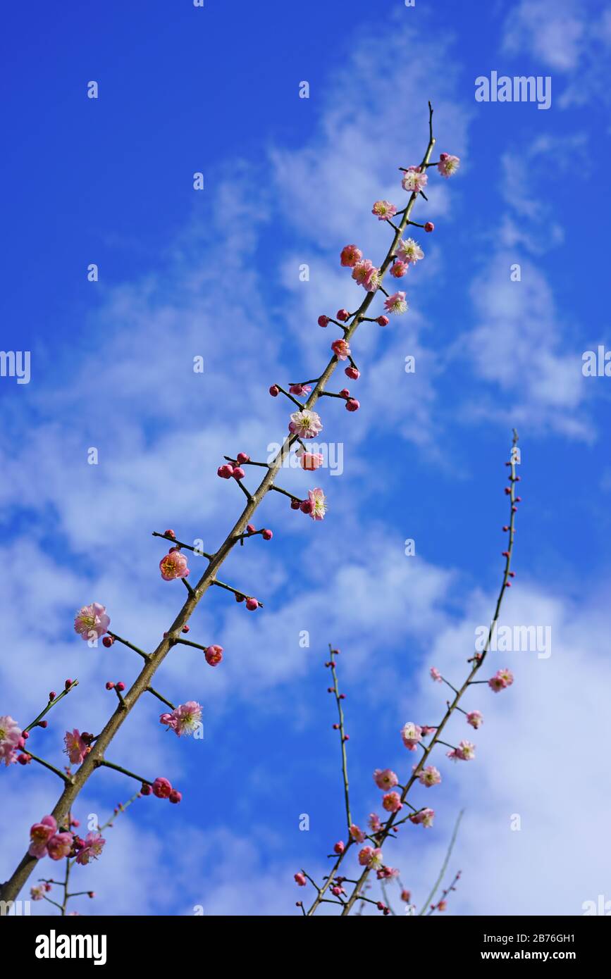 Pink flower blooms of the Japanese ume apricot tree, prunus mume Stock ...