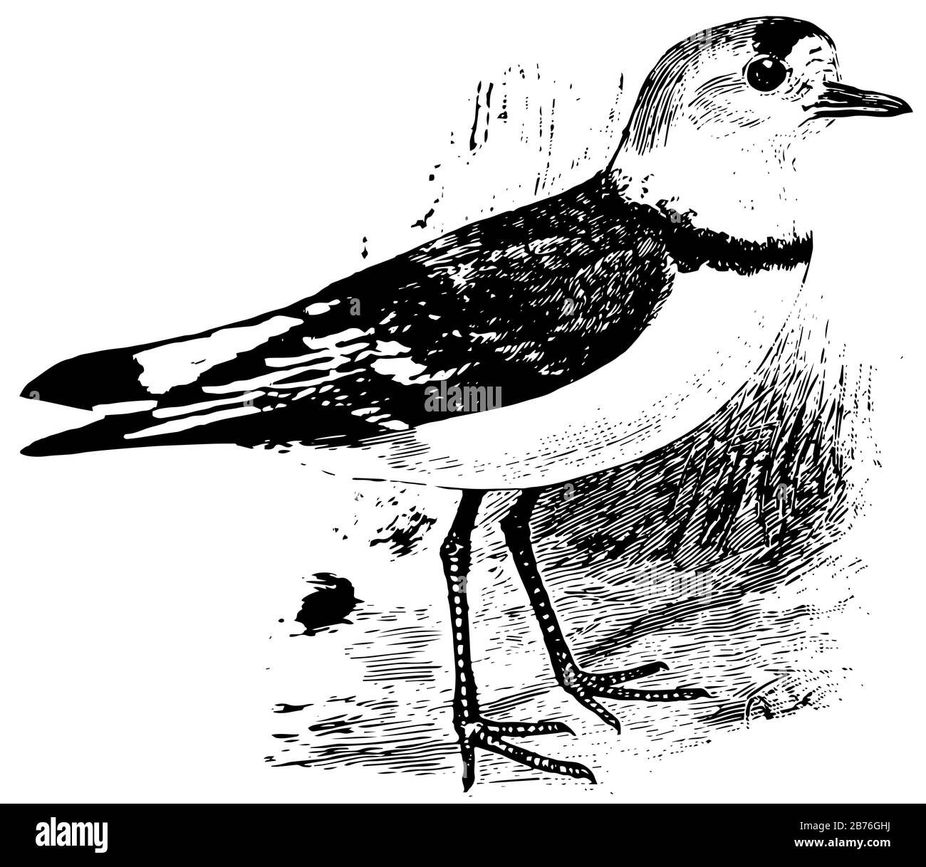 Piping Plover is a small ring necked plover of North America, vintage ...