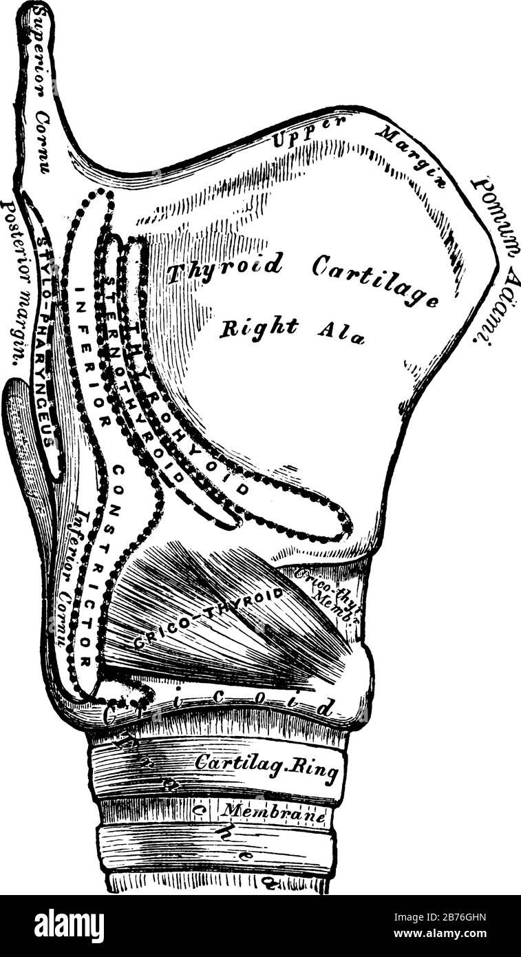 This illustration represents Thyroid, vintage line drawing or engraving ...