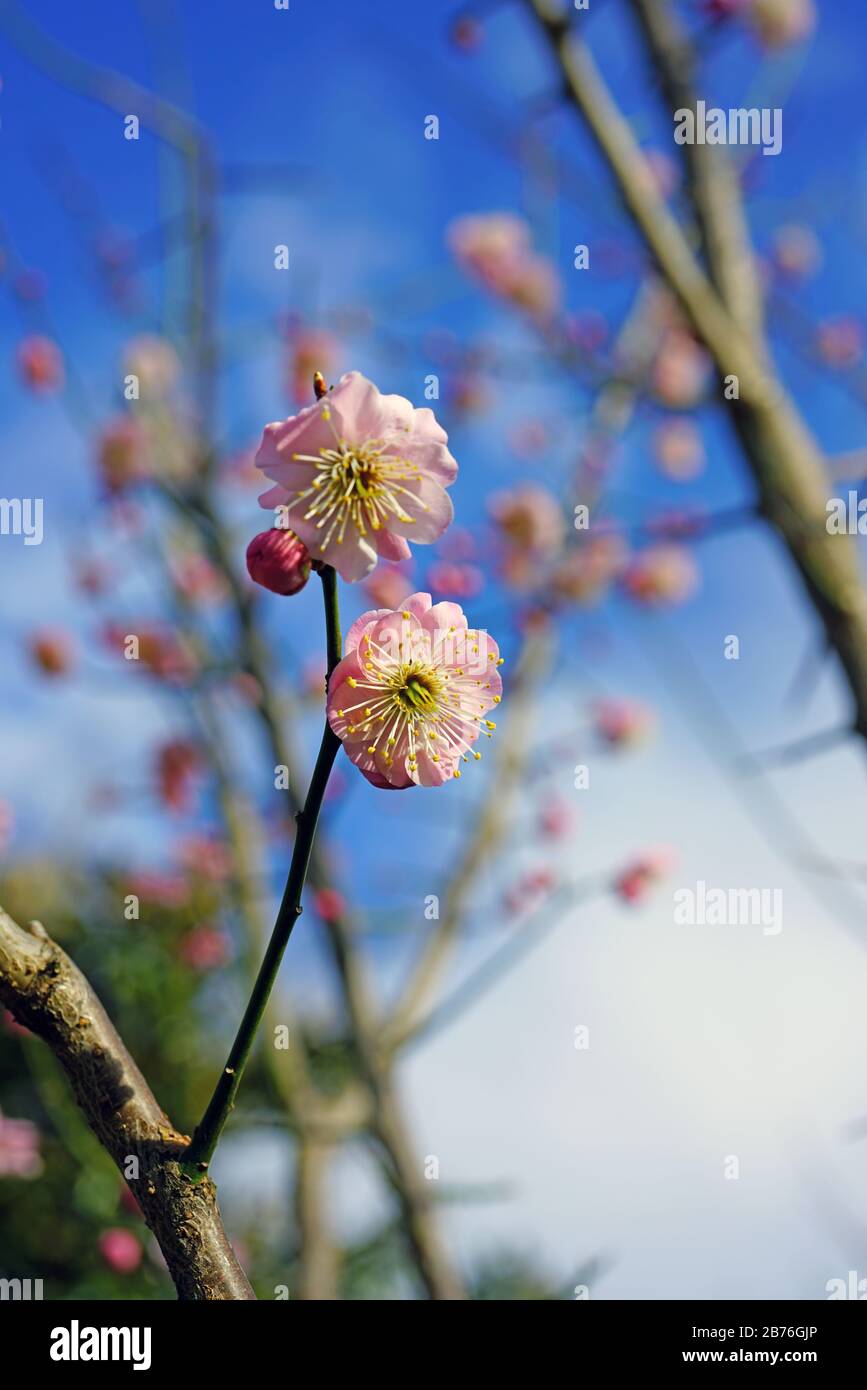 Pink flower blooms of the Japanese ume apricot tree, prunus mume Stock ...